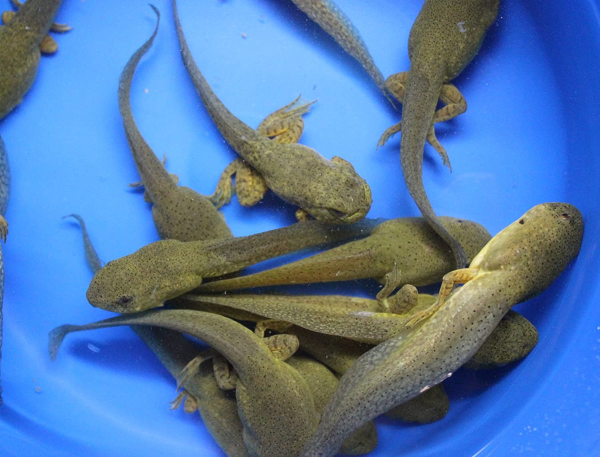 25 Pack Bullfrog Tadpoles (Free Shipping) – That Fish Shop