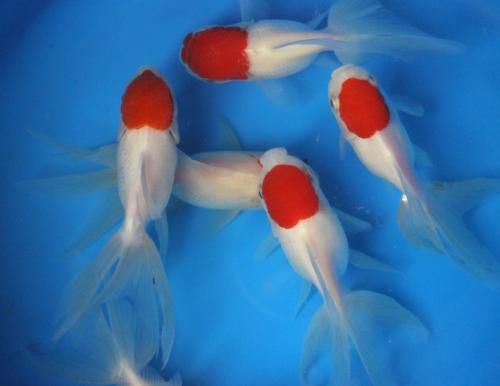 Red cap oranda Fancy Goldfish sm. – That Fish Shop