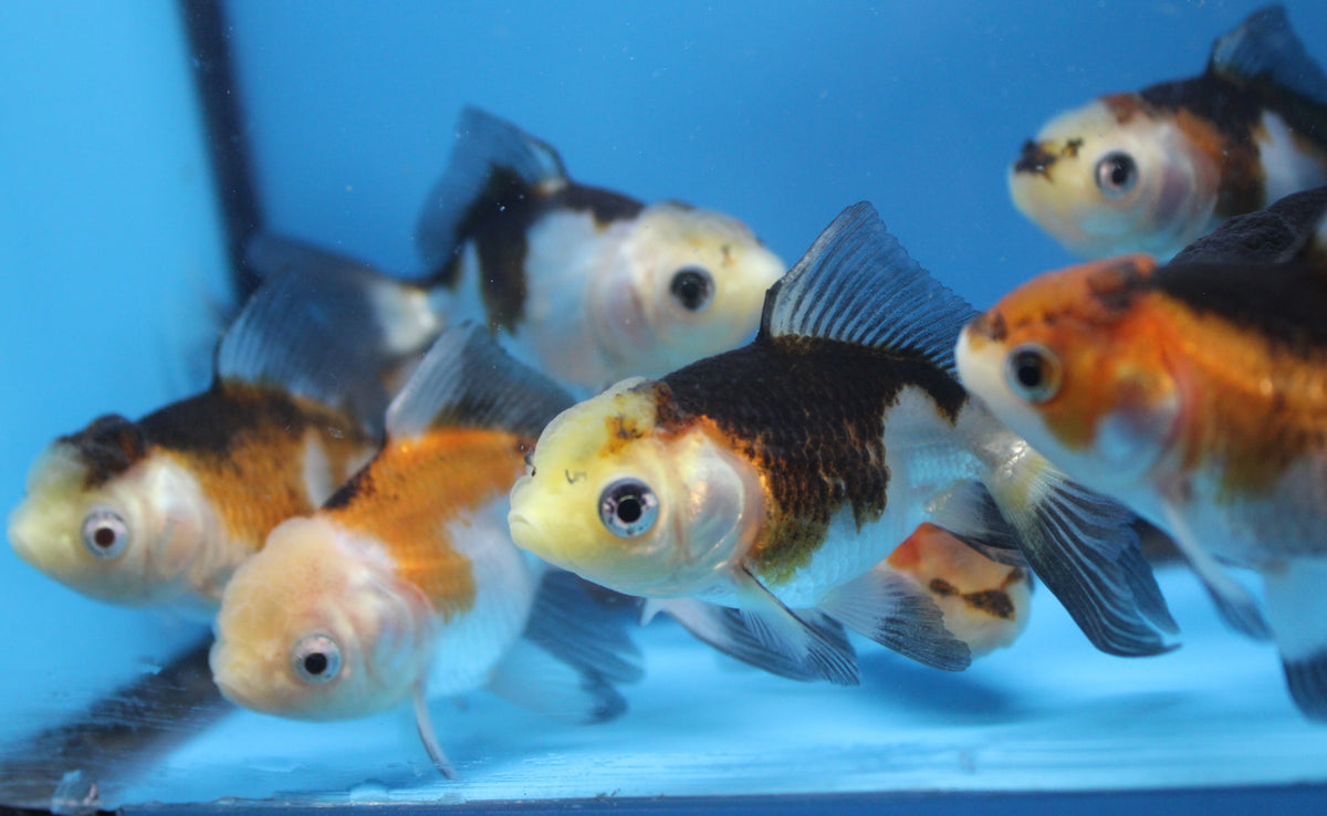 Tricolor Panda oranda Fancy Goldfish sm. – That Fish Shop