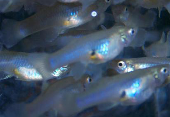 50 Mosquito Fish - Gambusia Affinis (Free Shipping) – That Fish Shop