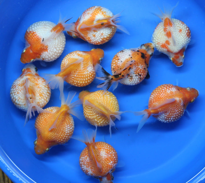 Goldfish – That Fish Shop